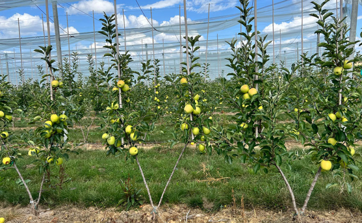 La coopérative Cooplim, pomiculteurs producteurs de pommes du Limousin