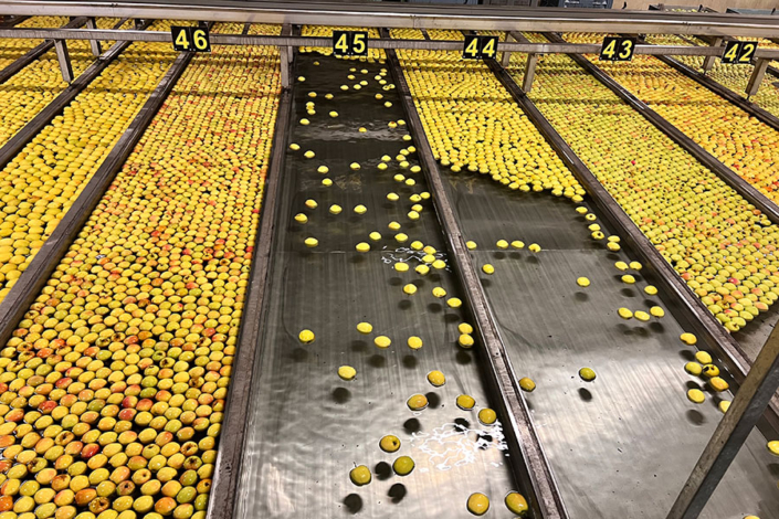 Cooplim, station de triage, pré-calibrage, conditionnement et emballage ...